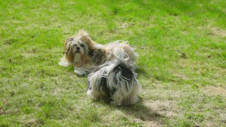 cute small furry dogs playing slowmotion Stock Footage Video (100% ...