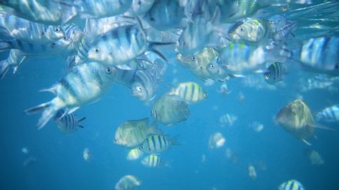 Small Fish Swimming Clear Blue Water Stock Footage Video (100% Royalty ...