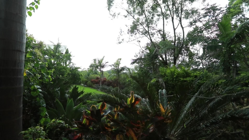 Close Dense Garden Different Types Trees Stock Footage Video (100% ...