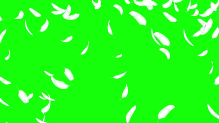 falling feathers green screen high quality Stock Footage Video (100% ...