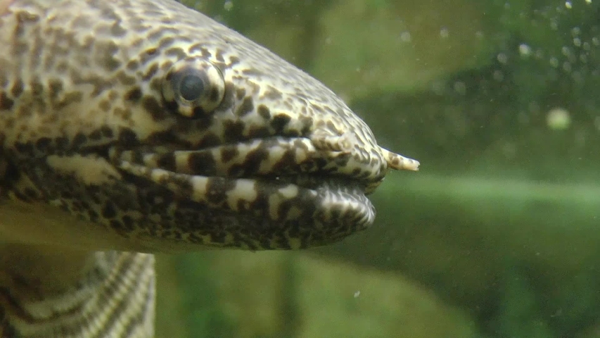 Snakefish Stock Video Footage - 4K and HD Video Clips | Shutterstock