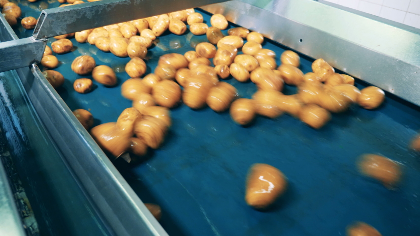 Factory Conveyor Transports Washed Potatoes Stock Footage Video (100% ...