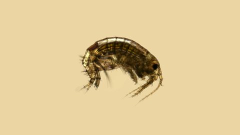 Crustacean Gammarus Under Microscope Amphipoda Crustaceans Stock ...