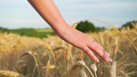 Female Hand Running Through Golden Wheat Stock Footage Video (100% ...
