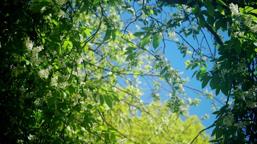 Camera Flying Through the Branches. Stock Footage Video (100% Royalty ...