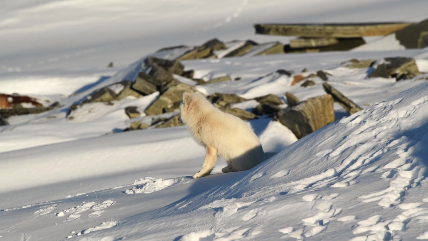 Artic Animals Stock Video Footage - 4K and HD Video Clips | Shutterstock