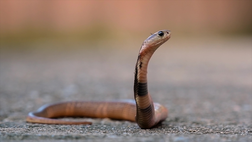 Indochinese Cobra Stock Video Footage - 4K and HD Video Clips ...