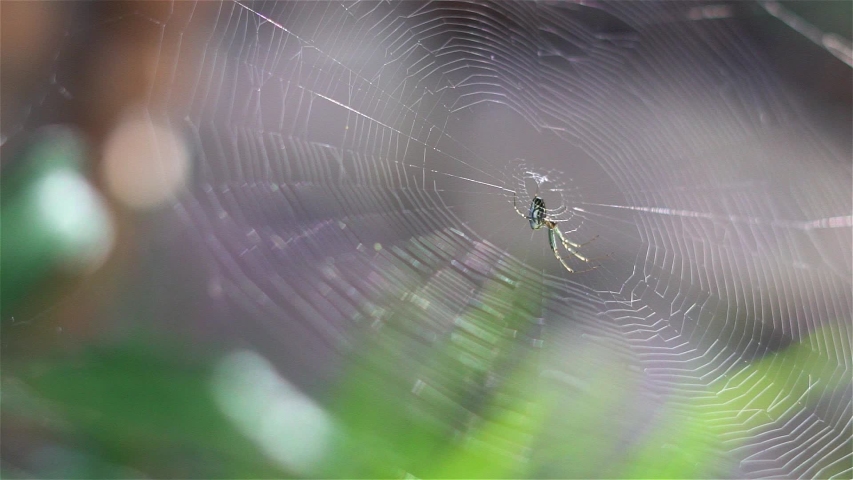 spider hanging upside down spider's web Stock Footage Video (100% ...