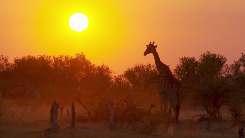 beautiful african scene giraffe graze orange Stock Footage Video (100% ...