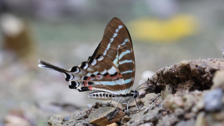 Spot Swordtail Butterfly Stock Video Footage - 4K and HD Video Clips ...