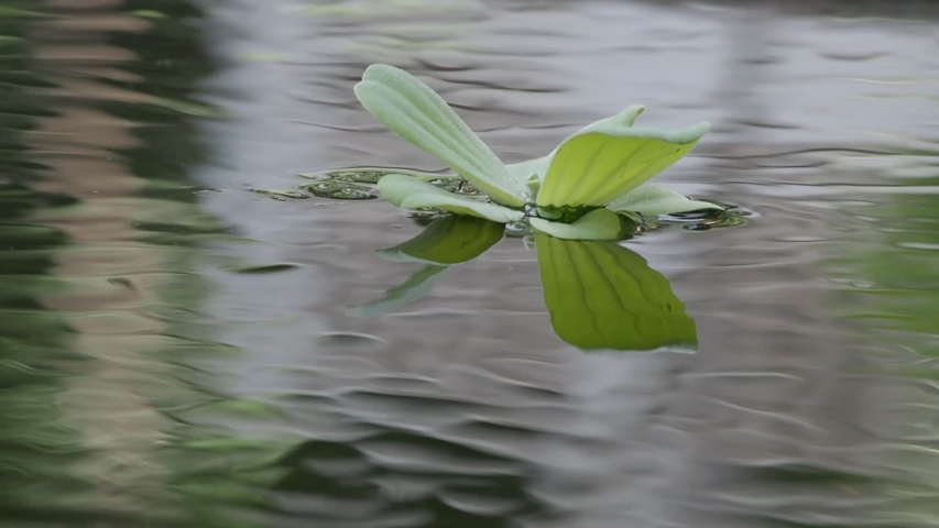 green tree on water surface Stock Footage Video (100% Royalty-free ...