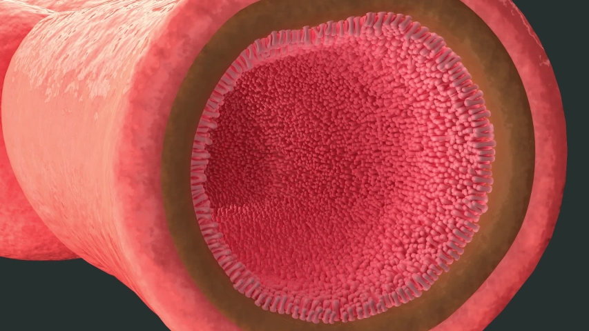 3d Animation Closeup Intestinal Villi Intestine Stock Footage Video ...