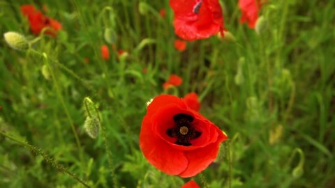 Falling Red Poppies Front Turning Black Stock Footage Video (100% ...