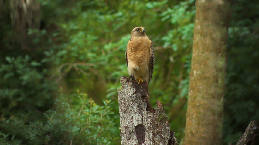 amazing shot red-shouldered hawk eagle sitting Stock Footage Video (100 ...