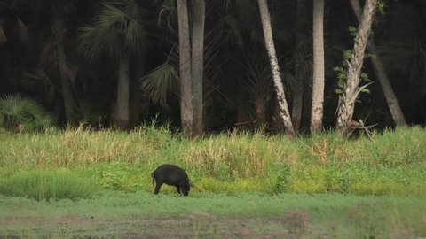 Wild Pig Boar Hog Florida Wetlands Stock Footage Video (100% Royalty ...