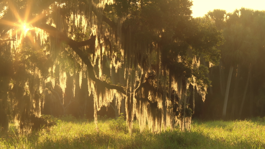 Live Oak Tree Florida: videos de stock; videoclips en 4K y HD ...