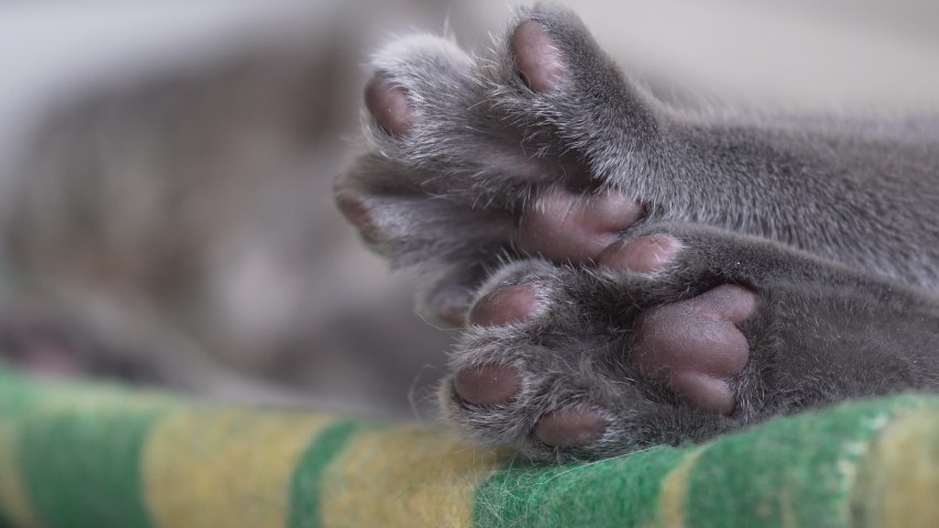 first second cat's paws stretching close Stock Footage Video (100% ...
