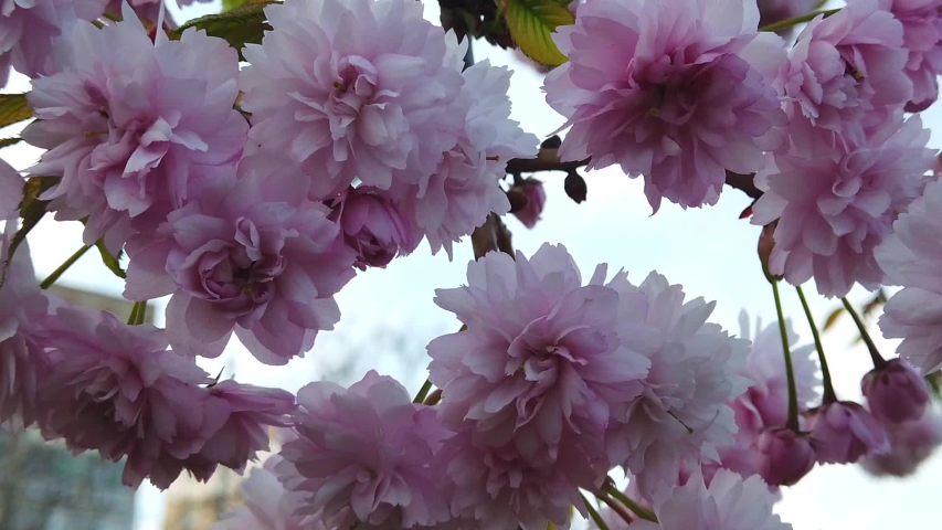 when everything wakes spring gives inspiration Stock Footage Video (100 ...