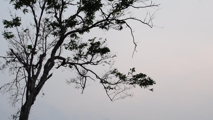 mountain wind blow on tree branches Stock Footage Video (100% Royalty ...