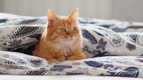 Cute Ginger Cat Lying Bed Shining Stock Photo 772783405 | Shutterstock