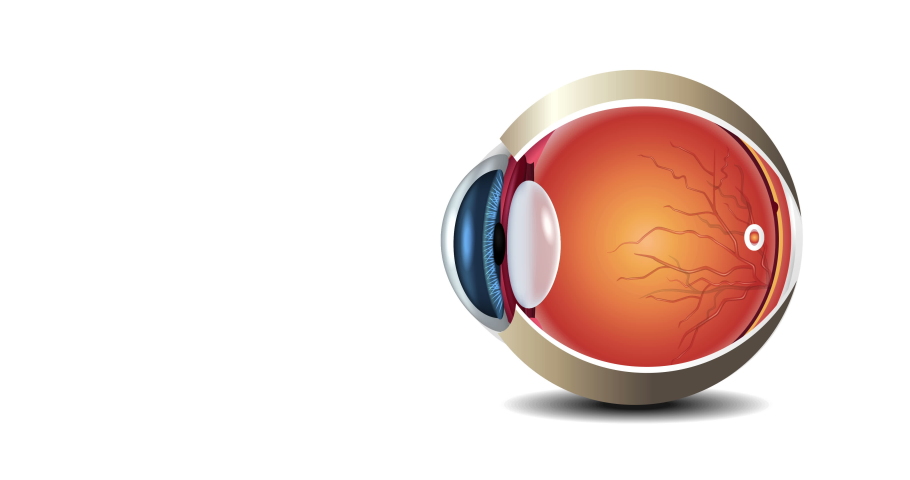 human eye vision anatomy motion animation Stock Footage Video (100% ...