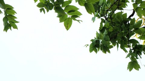 Marijuana Cannabis 420 Flyer Poster Template Stock Vector (Royalty Free ...