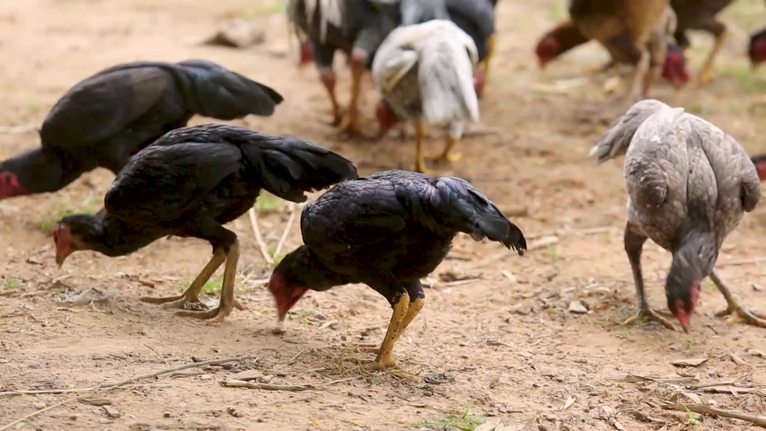 rural chicken raising thailand thai chickens Stock Footage Video (100% ...