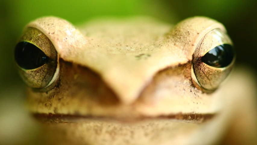 Closeup macro of a frog image - Free stock photo - Public Domain photo ...