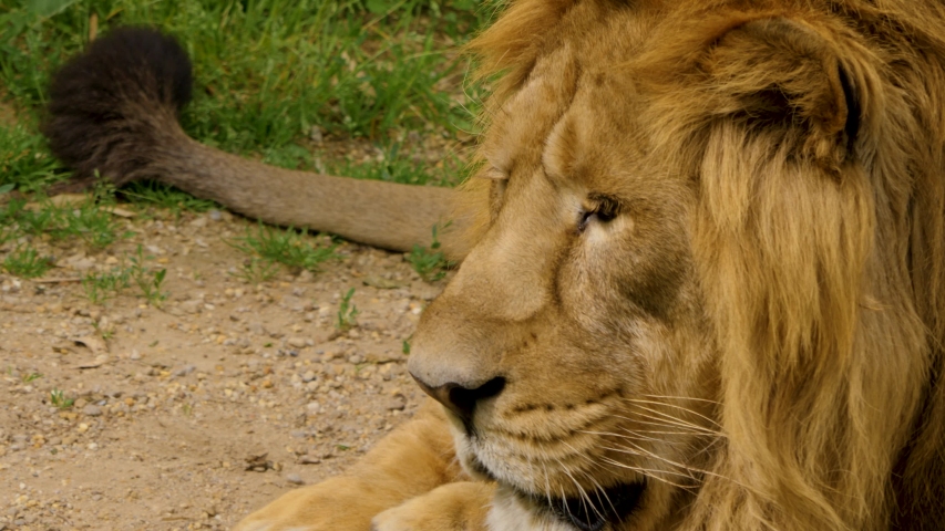 lion head tail back looking around Stock Footage Video (100% Royalty ...