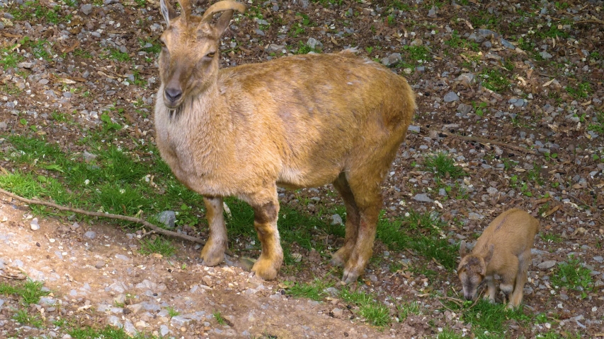 markhor female goat two young kids Stock Footage Video (100% Royalty ...