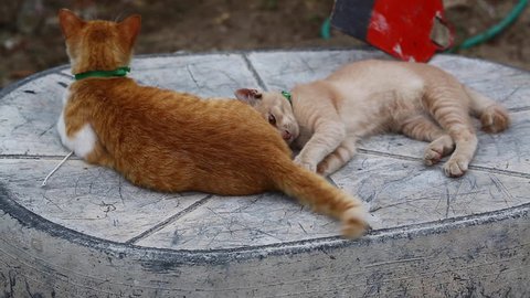 Two Cats Playing Stock Footage Video (100% Royalty-free) 10307777 ...