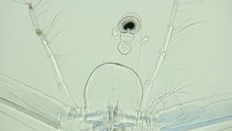 Zooplankton Under Microscope Cladocera Leptodora Branchiopoda Stock ...