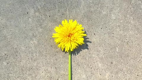 Dandelion Flower Cinemagraph Animation Clip Stock Footage Video (100% ...
