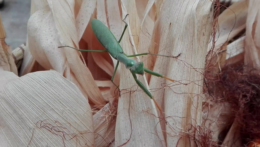 Mantid bug on surface image - Free stock photo - Public Domain photo ...