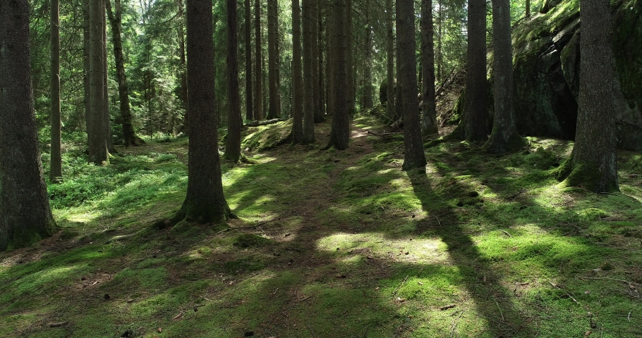 walk through magic forest morning sun Stock Footage Video (100% Royalty ...