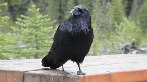 Wild Crow Rocky Mountains Alberta Canada Stock Footage Video (100% ...