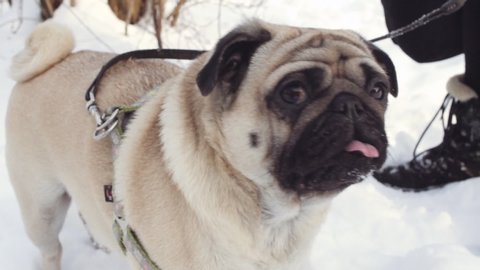 Cute Pug Dog Portrait Winter Slow Stock Footage Video (100% Royalty ...