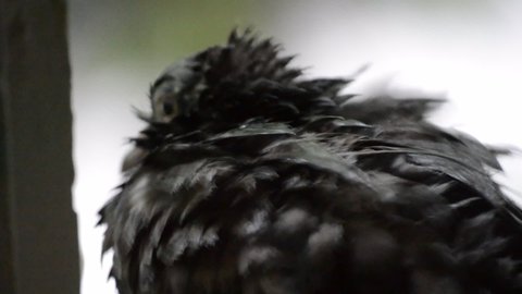 Wet Dove Sitting On Windowsill During Stock Footage Video (100% Royalty ...