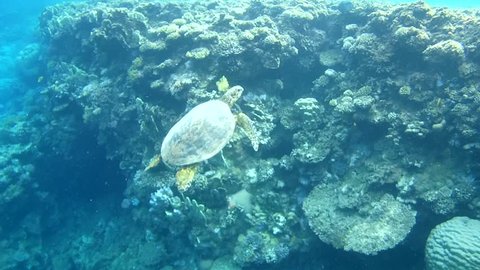 underwater scene Stock Footage Video (100% Royalty-free) 5771435 ...