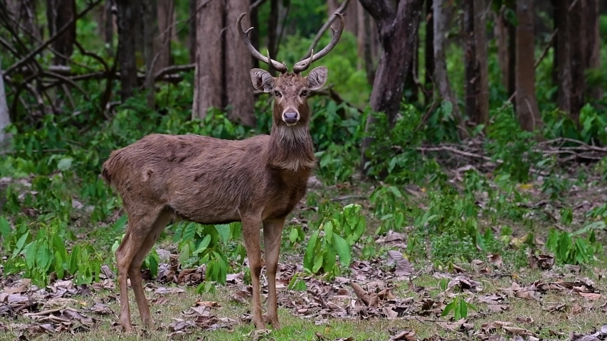 eld's deer endangered species due habitat Stock Footage Video (100% ...