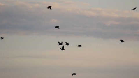 Crows Flying Evening Sky Slow Motion Stock Footage Video (100% Royalty ...