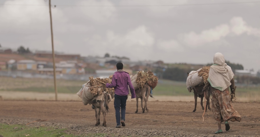 Donkey driver Stock Video Footage - 4K and HD Video Clips | Shutterstock
