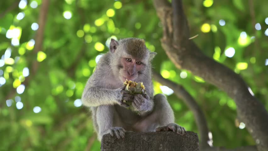 Small Monkey Eat Pineapple Stock Footage Video (100% Royalty-free ...