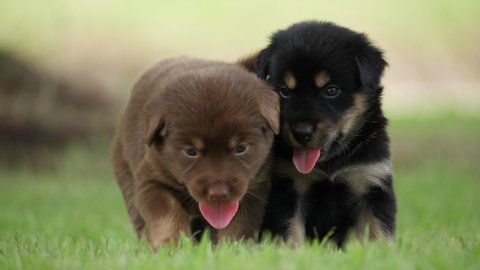 Two Small Dogs Playing Together Outdoors Stock Photo (Edit Now) 485806801