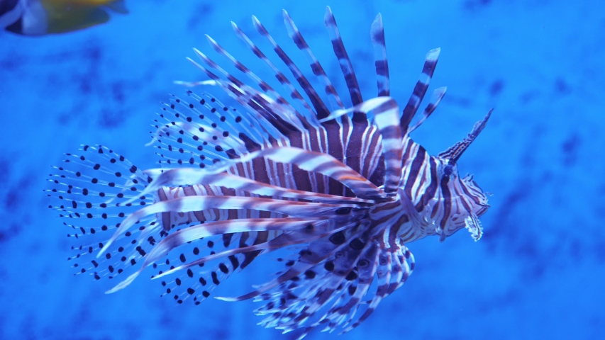 Lionfish swimming in the Aquarium image - Free stock photo - Public ...