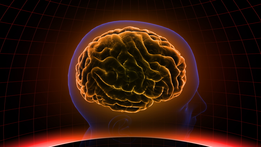 3d render human baby brain formation Stock Footage Video (100% Royalty ...