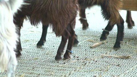 Aleppo Goat Feet Big Noses Stock Footage Video (100% Royalty-free ...