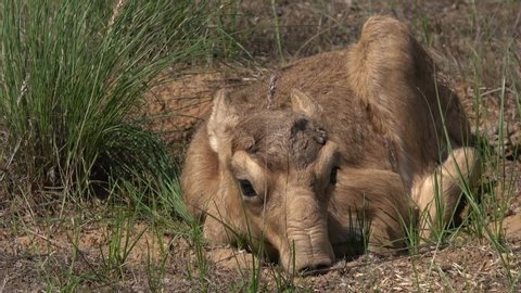 Kalmykia Steppe Newborn Baby Saiga Stock Footage Video (100% Royalty ...