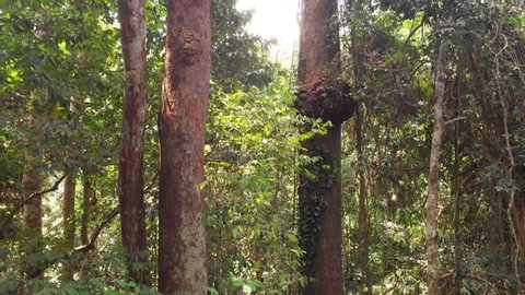 Phenomenal Shot Tall Cycad Trees Exotic Stock Footage Video (100% ...
