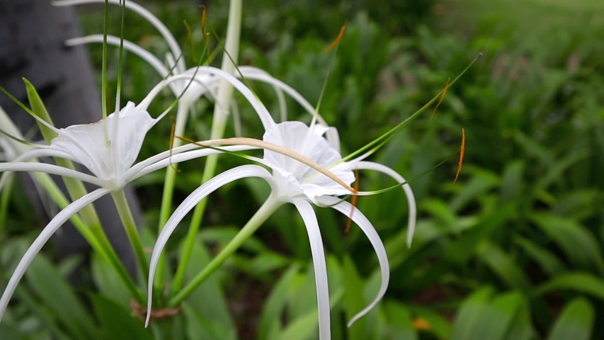 Giant Spider Lily image - Free stock photo - Public Domain photo - CC0 ...